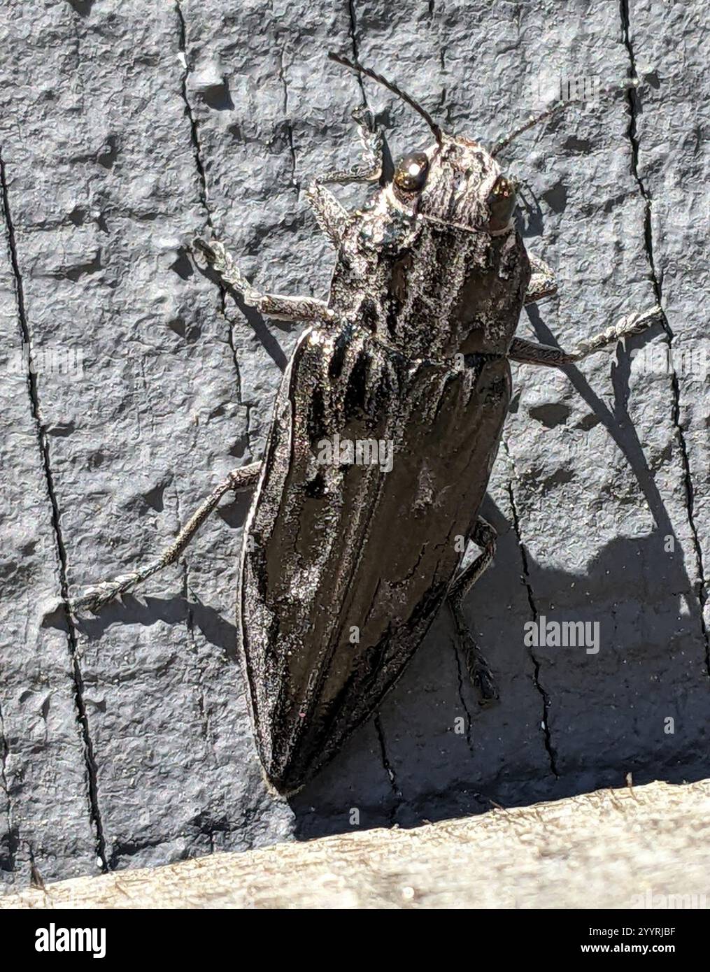 Western Sculptured Pine Borer (Chalcophora angulicollis Stock Photo - Alamy