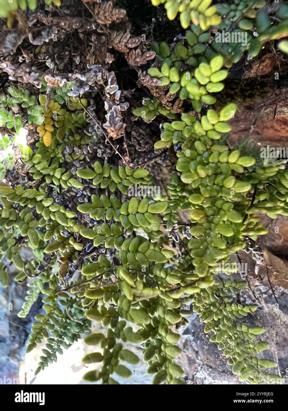 lace lip fern (Myriopteris gracillima Stock Photo - Alamy