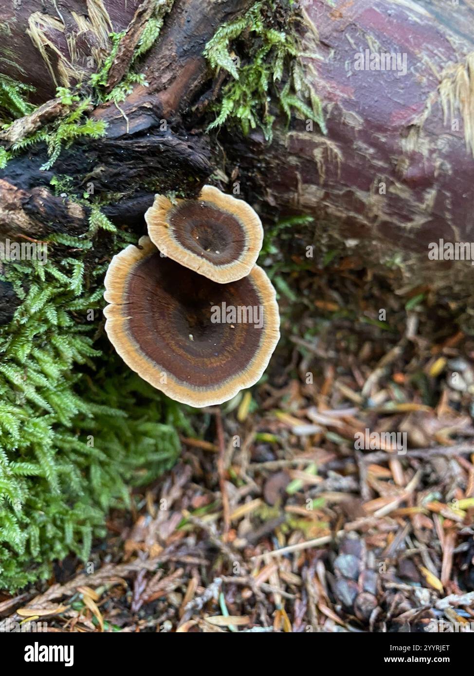 Brown Funnel Polypore (Coltricia perennis Stock Photo - Alamy