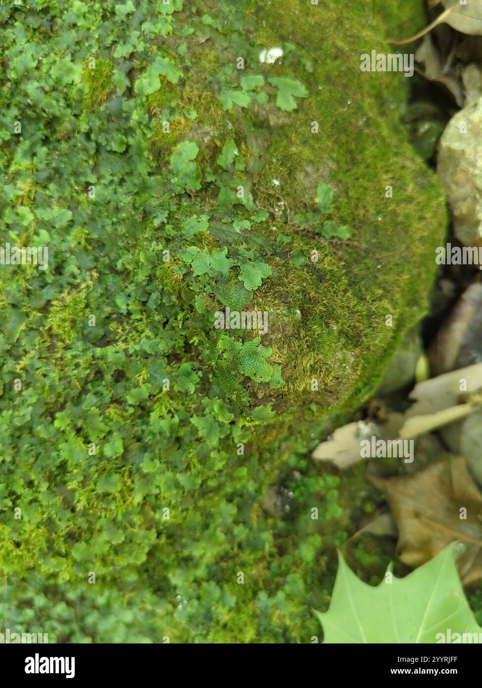 Common Liverwort (Marchantia polymorpha Stock Photo - Alamy