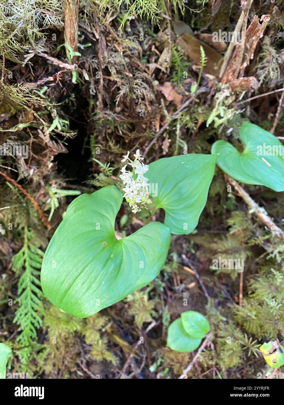 Western Lily of the Valley (Maianthemum dilatatum Stock Photo - Alamy