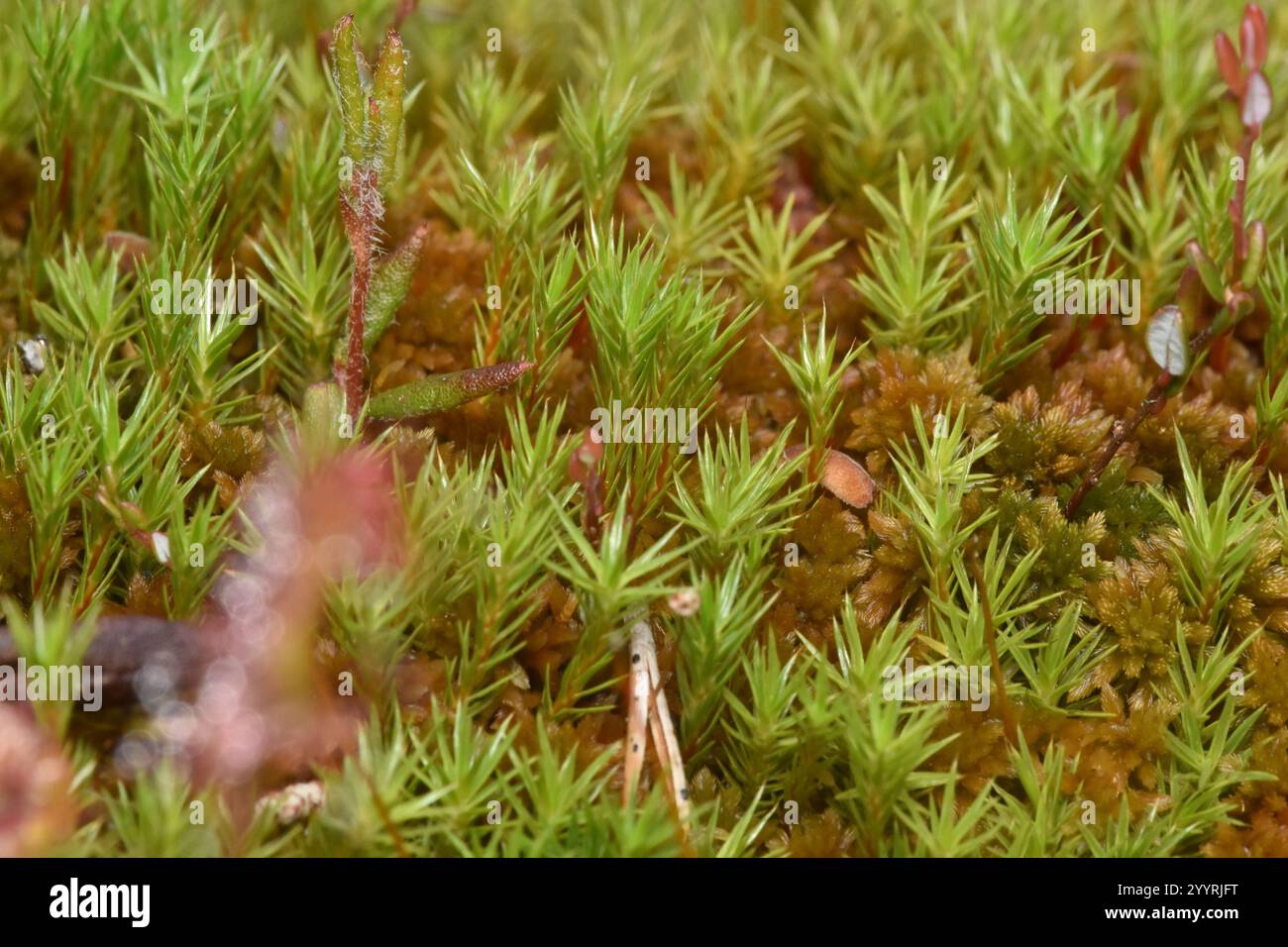 Polytrichum strictum hi-res stock photography and images - Alamy