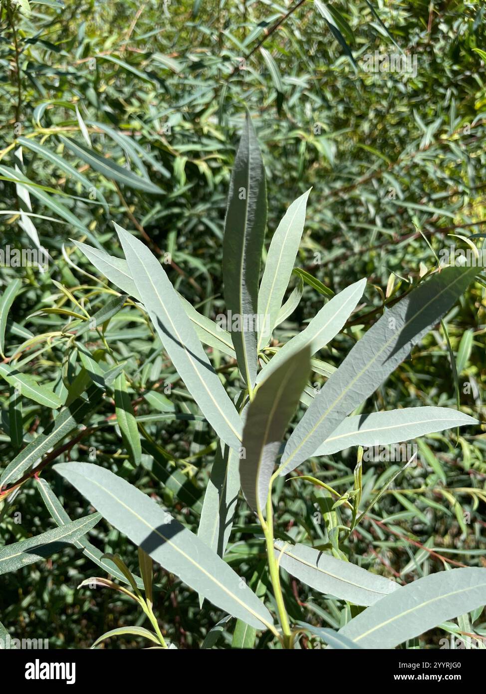 Purple Willow (Salix purpurea Stock Photo - Alamy