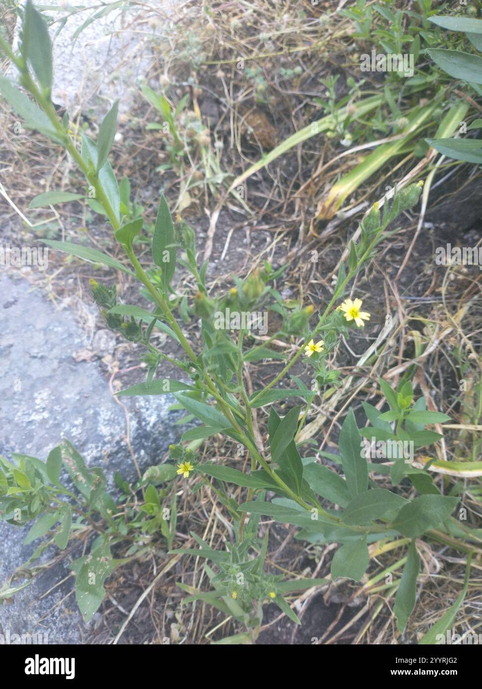 grassy tarweed (Madia gracilis Stock Photo - Alamy