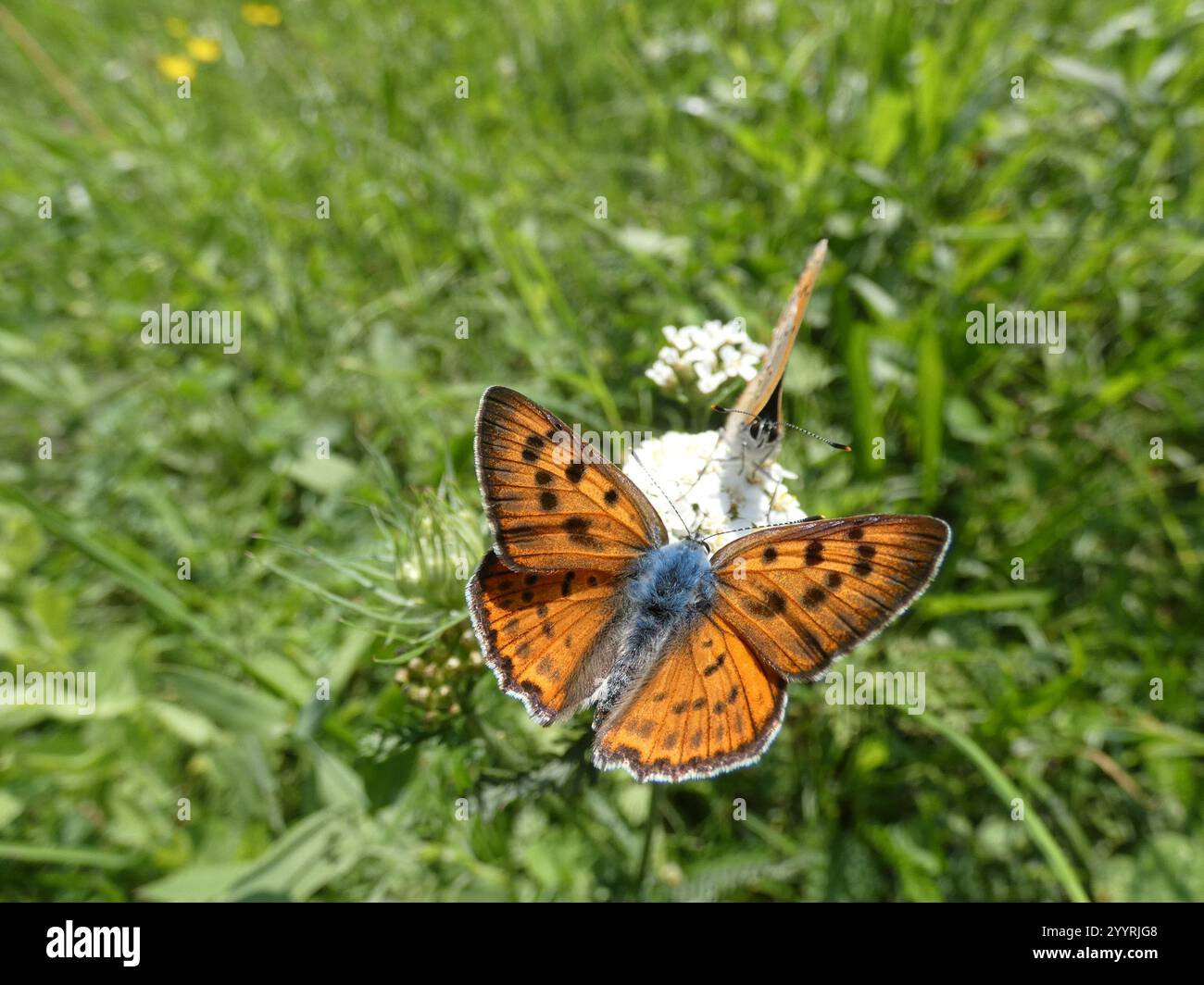 Purple-shot Copper (Lycaena alciphron Stock Photo - Alamy