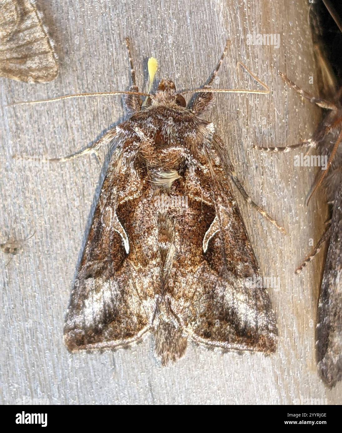 Plusiine Looper Moths (Plusiinae Stock Photo - Alamy