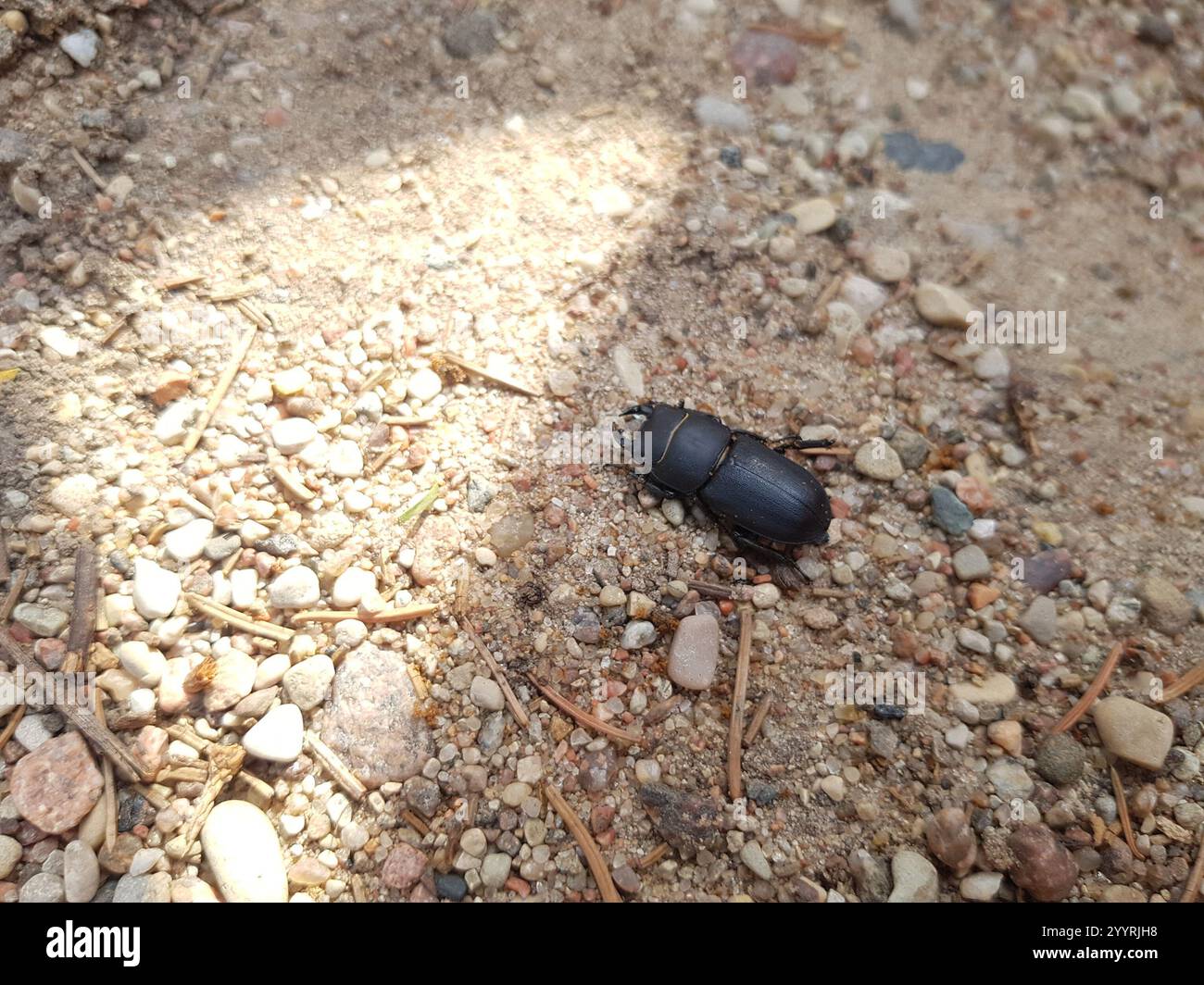 Lesser Stag Beetle (Dorcus parallelipipedus Stock Photo - Alamy