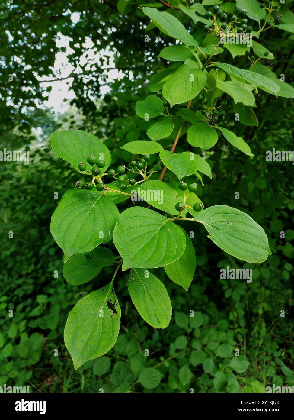 common dogwood (Cornus sanguinea Stock Photo - Alamy