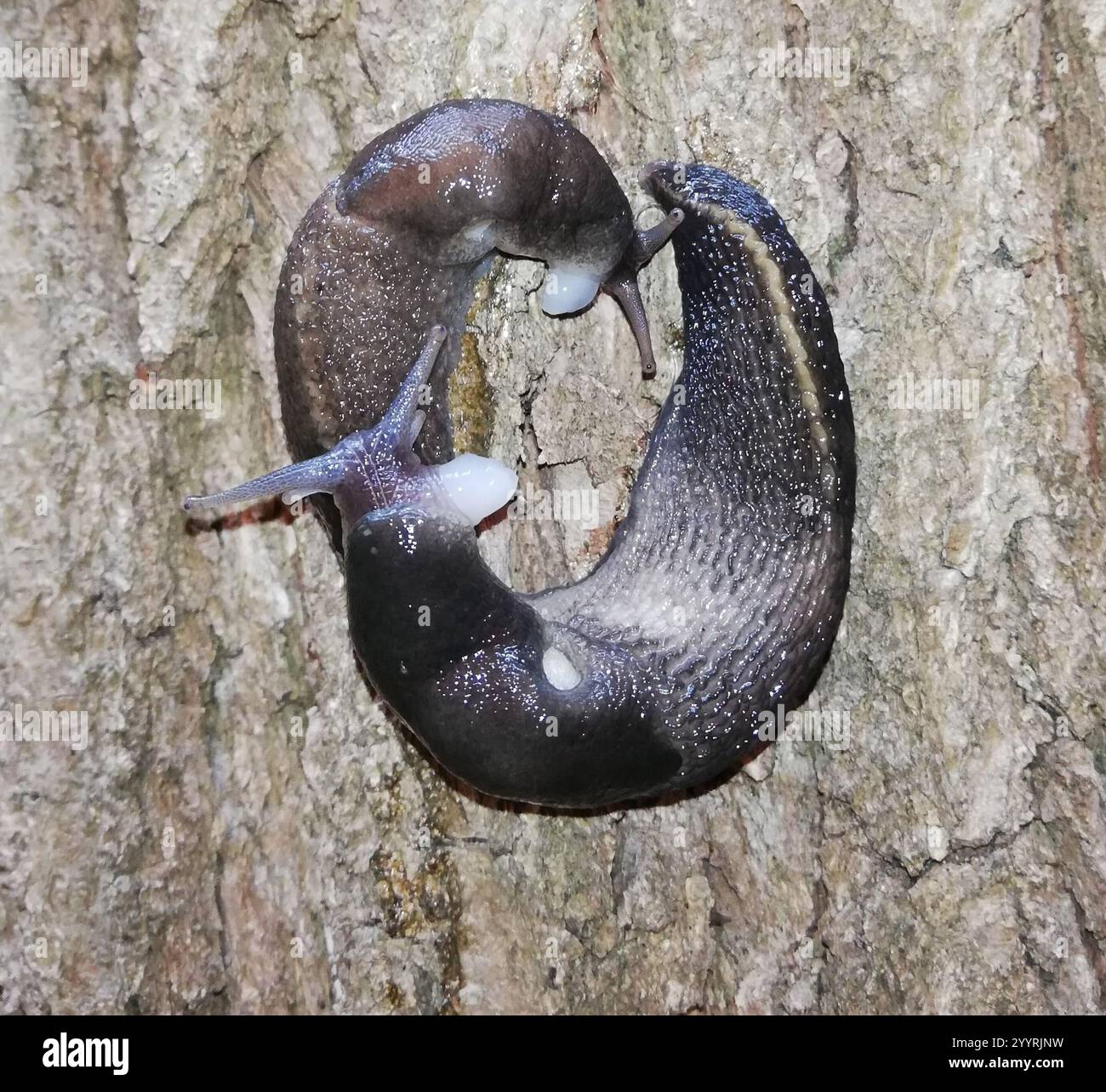 Ash-black Slug (Limax cinereoniger Stock Photo - Alamy