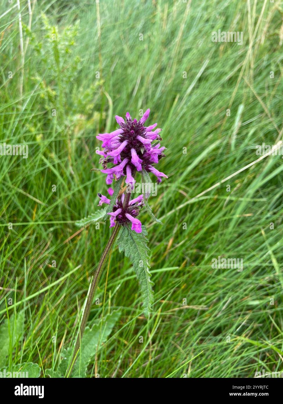 common hedge-nettle (Betonica officinalis Stock Photo - Alamy