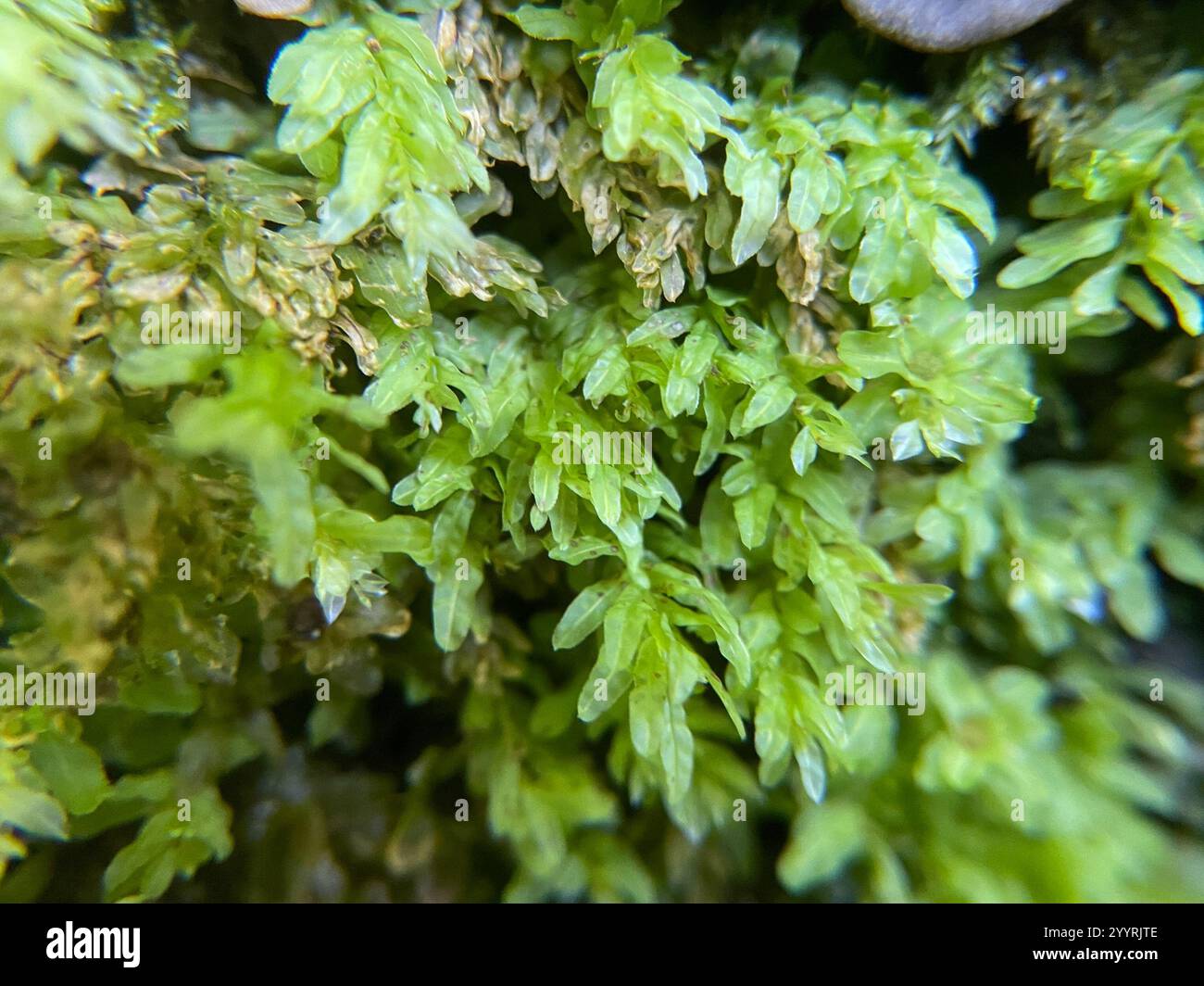 Palm-tree Moss (Plagiomnium undulatum Stock Photo - Alamy