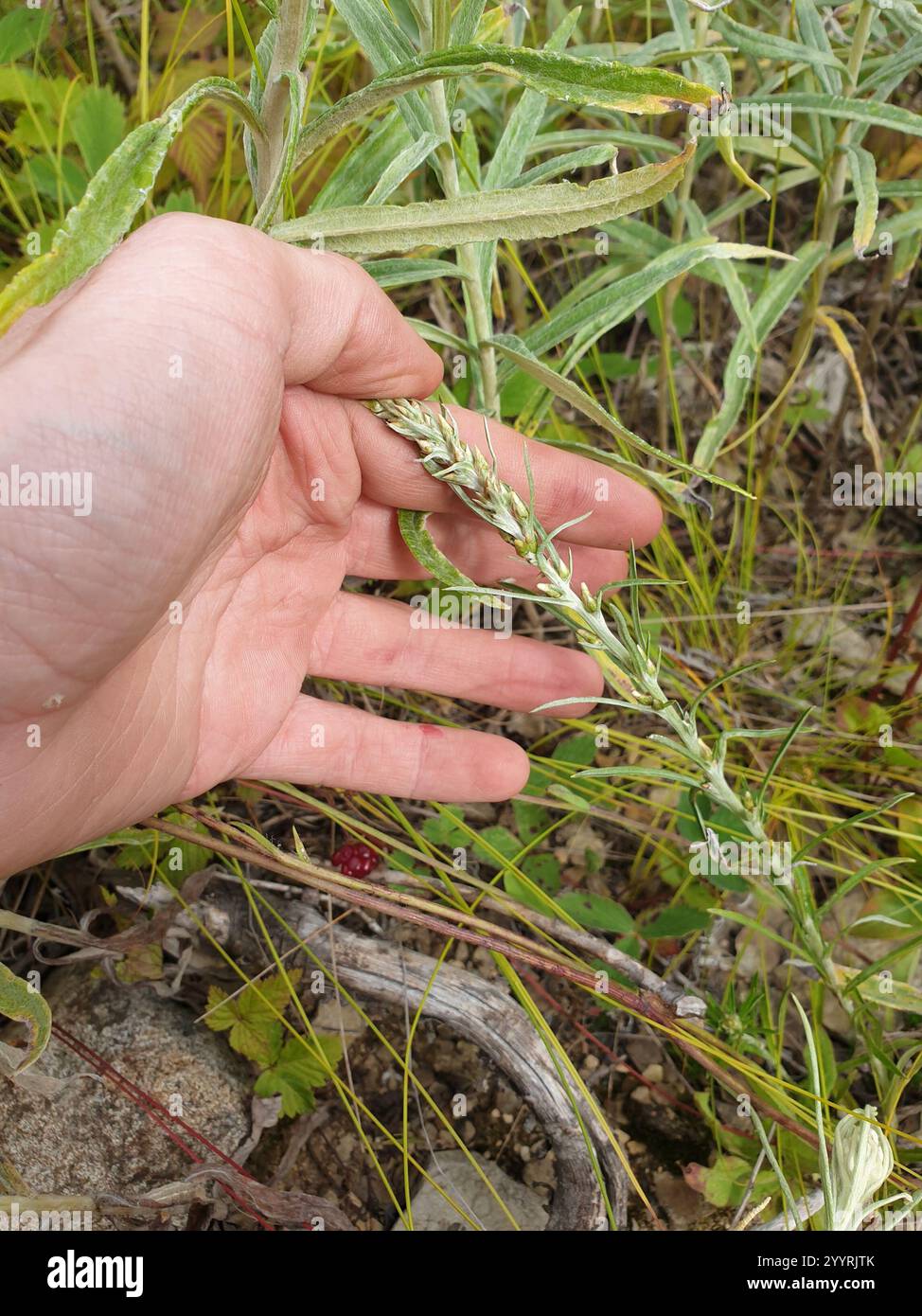 Woodland Cudweed (Omalotheca sylvatica Stock Photo - Alamy