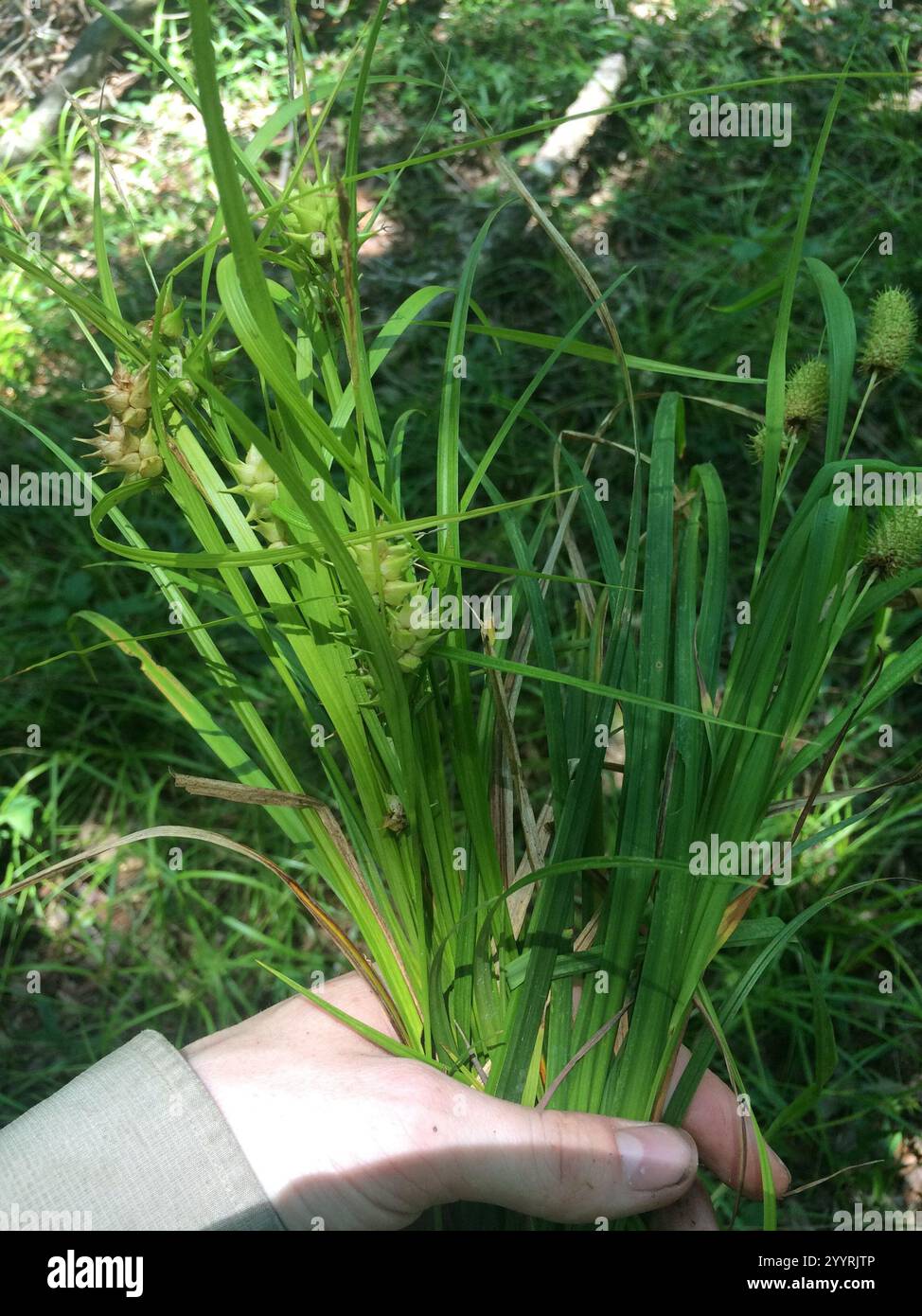 bladder sedge (Carex intumescens Stock Photo - Alamy