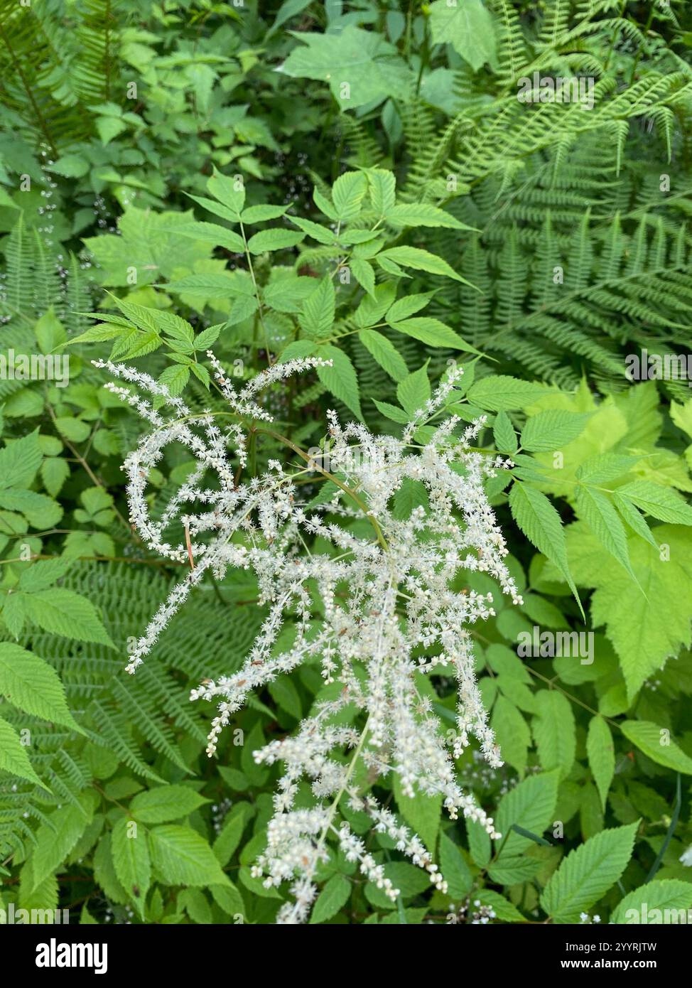 Goatsbeard (Aruncus dioicus Stock Photo - Alamy