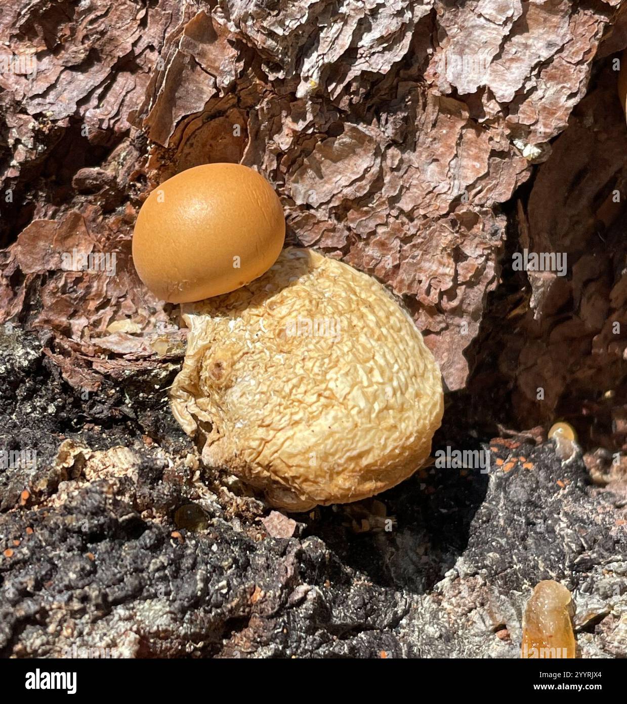 Veiled Polypore (Cryptoporus volvatus Stock Photo - Alamy