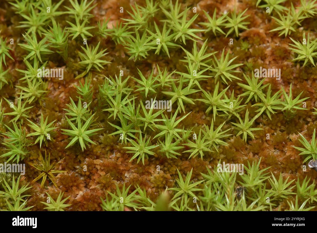 Polytrichum strictum hi-res stock photography and images - Alamy