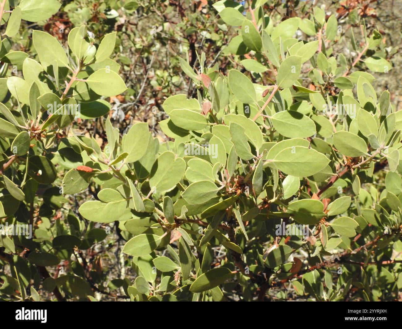 Common Manzanita (Arctostaphylos manzanita Stock Photo - Alamy