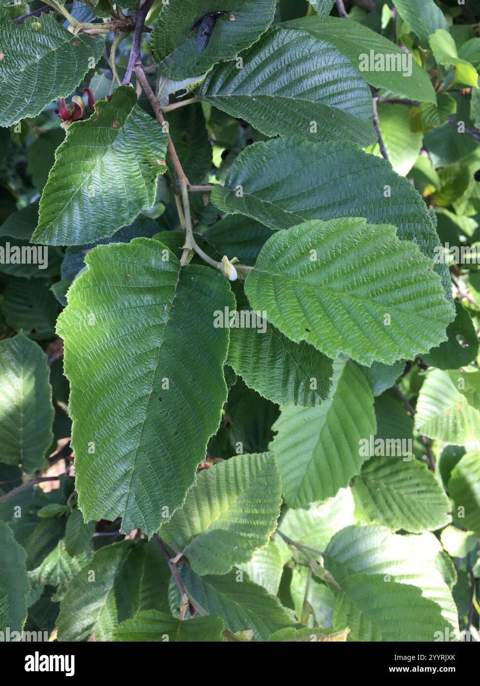 grey alder (Alnus incana Stock Photo - Alamy