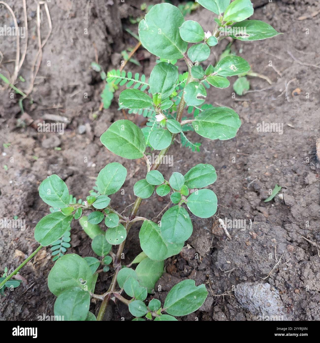 desert horse purslane (Trianthema portulacastrum Stock Photo - Alamy