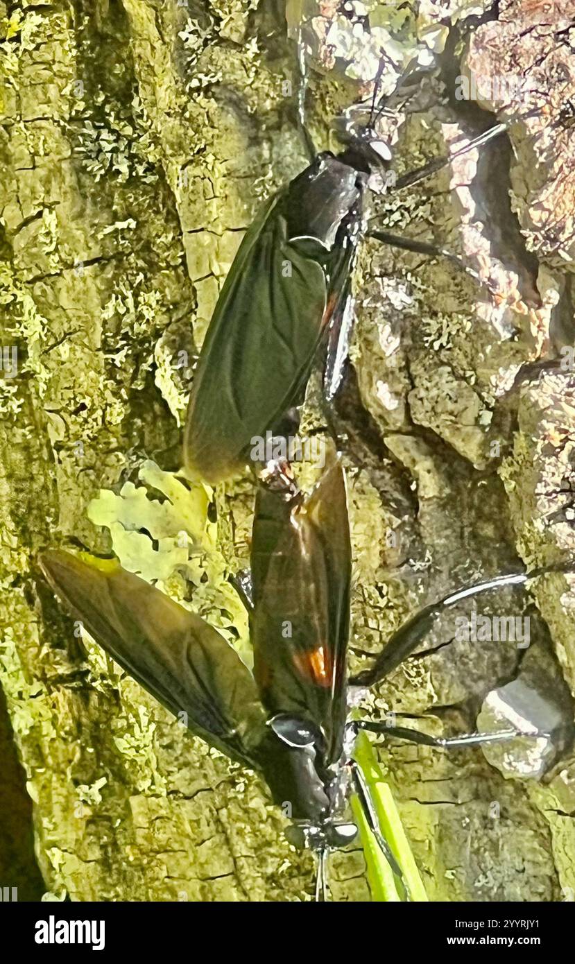 Clubbed Mydas Fly (Mydas clavatus Stock Photo - Alamy