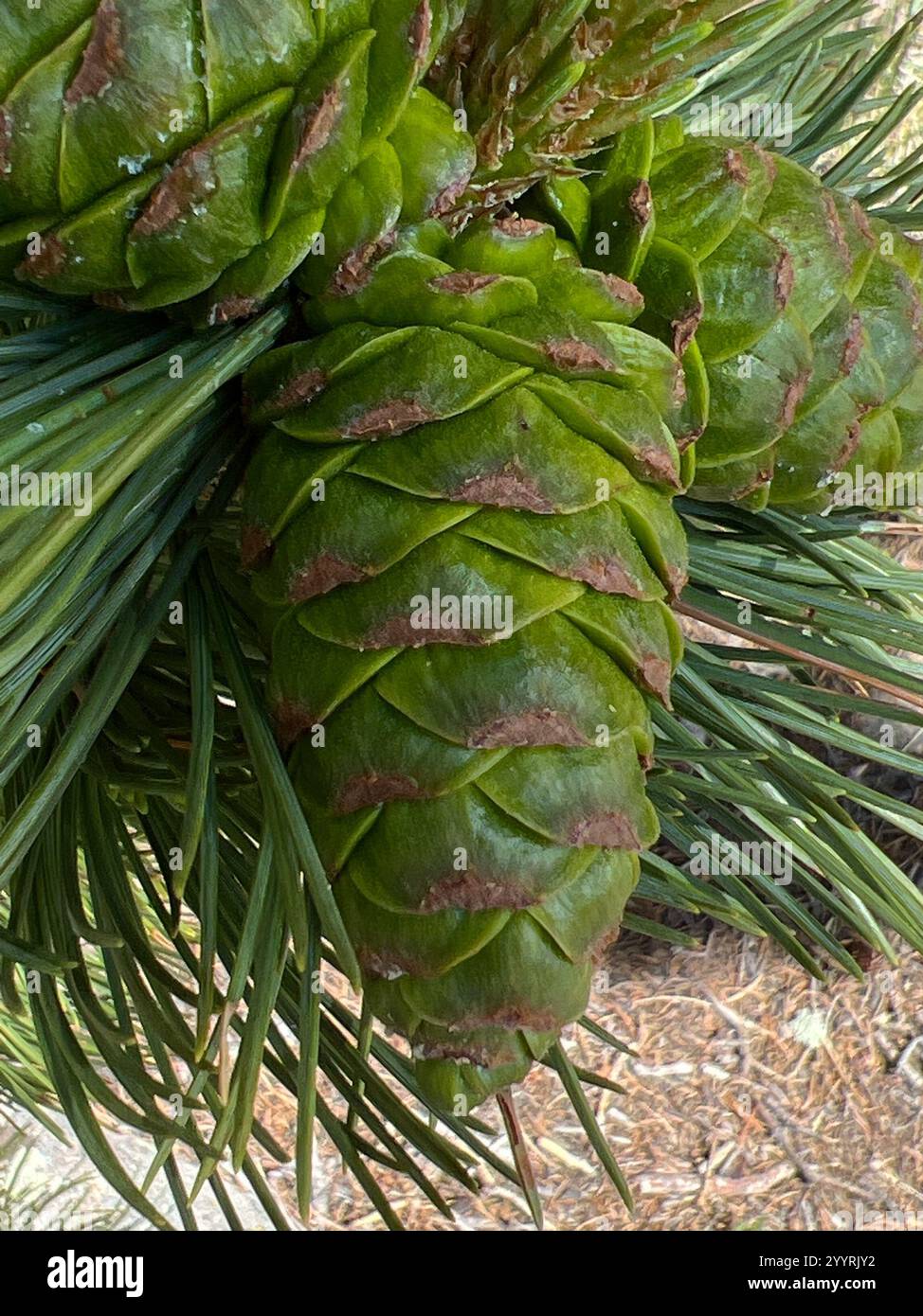 limber pine (Pinus flexilis Stock Photo - Alamy