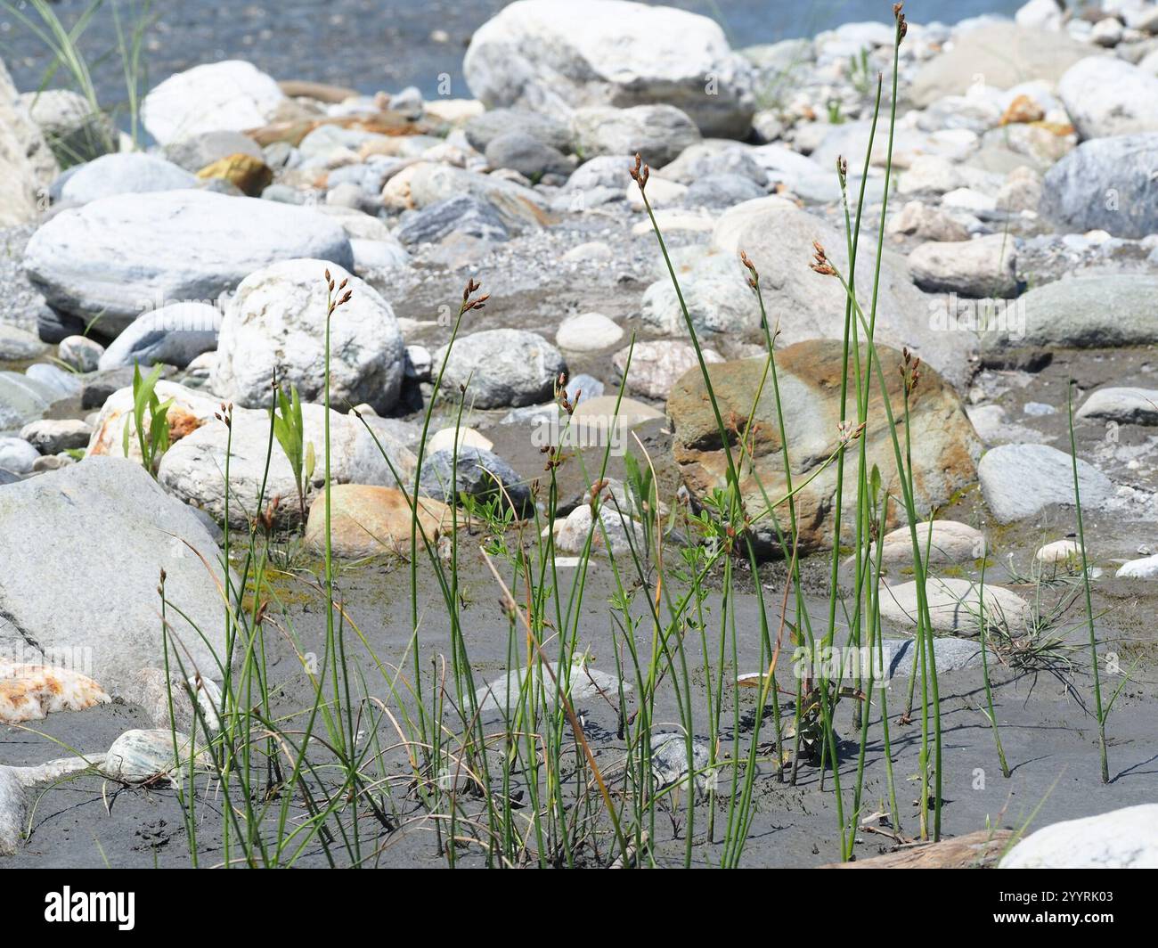 soft-stemmed bulrush (Schoenoplectus tabernaemontani Stock Photo - Alamy