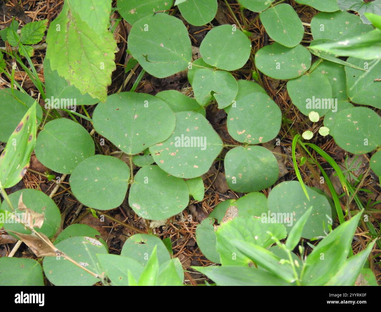 Round-leaved Trailing Tick-trefoil (Desmodium rotundifolium Stock Photo ...