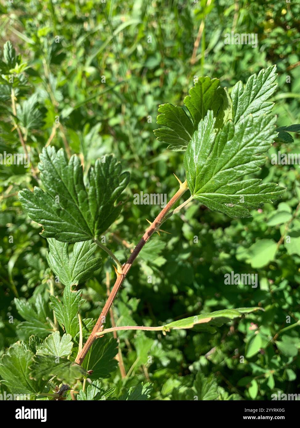 Canadian gooseberry hi-res stock photography and images - Alamy