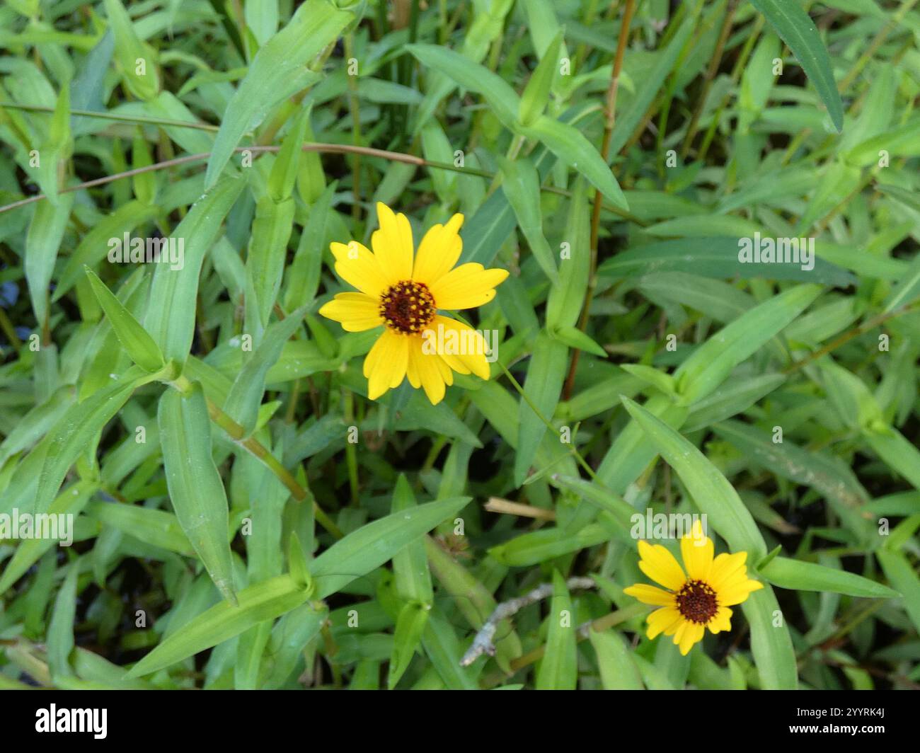 Texas Tickseed (Coreopsis linifolia Stock Photo - Alamy