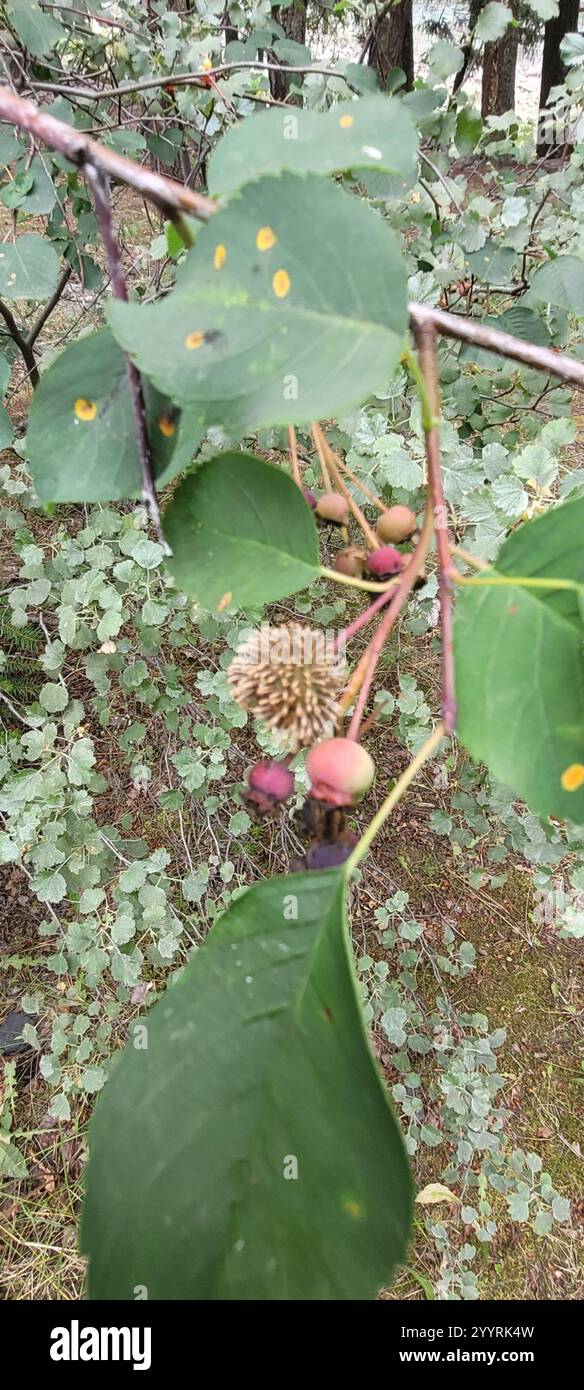 Cedar-Hawthorn Rust (Gymnosporangium globosum Stock Photo - Alamy