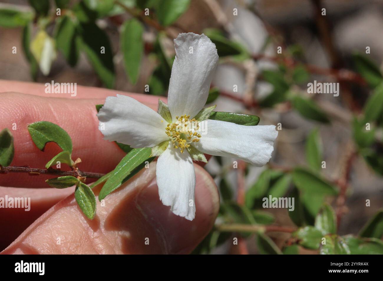 littleleaf mock orange (Philadelphus microphyllus Stock Photo - Alamy