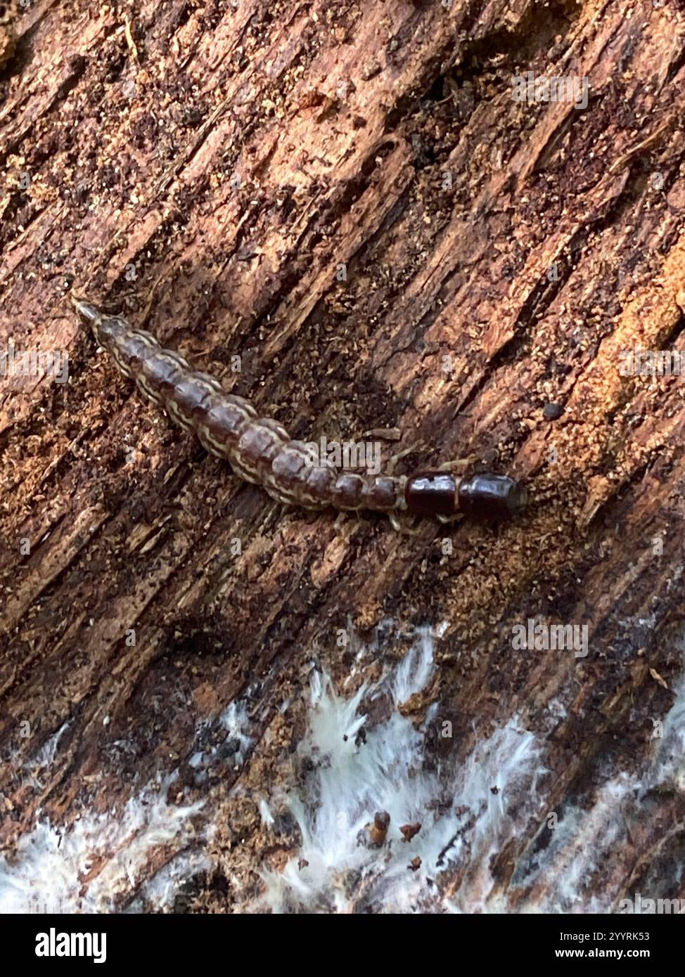 oak snakefly (Phaeostigma notata Stock Photo - Alamy