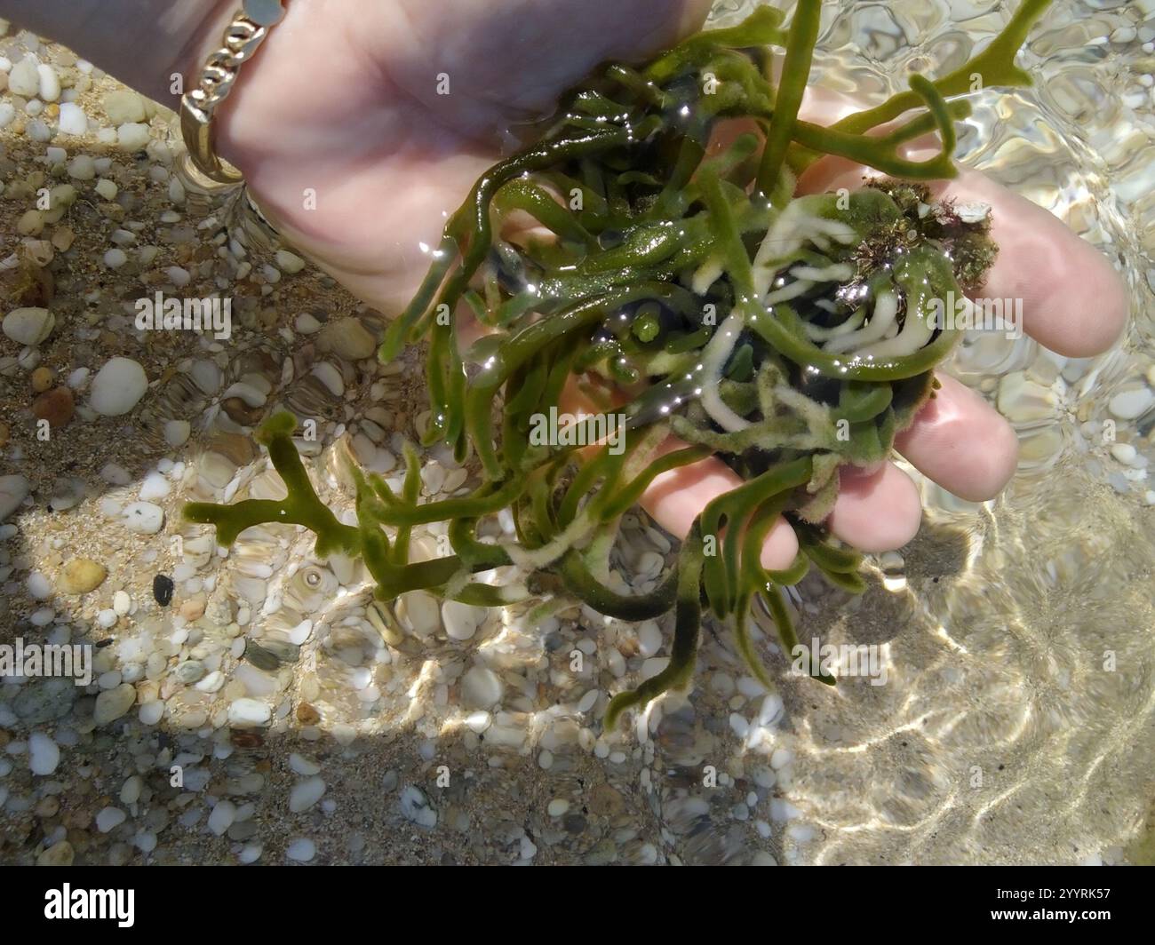 Dead Man's Fingers (Codium fragile Stock Photo - Alamy