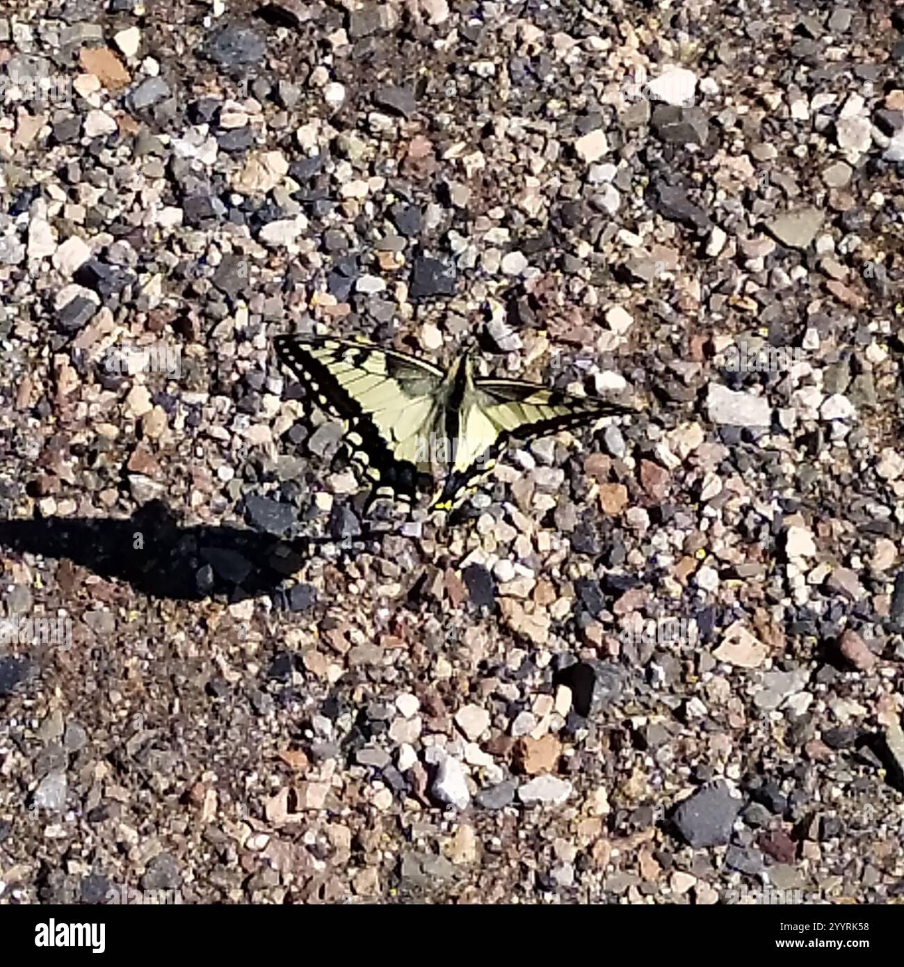Old World Swallowtail (Papilio machaon Stock Photo - Alamy