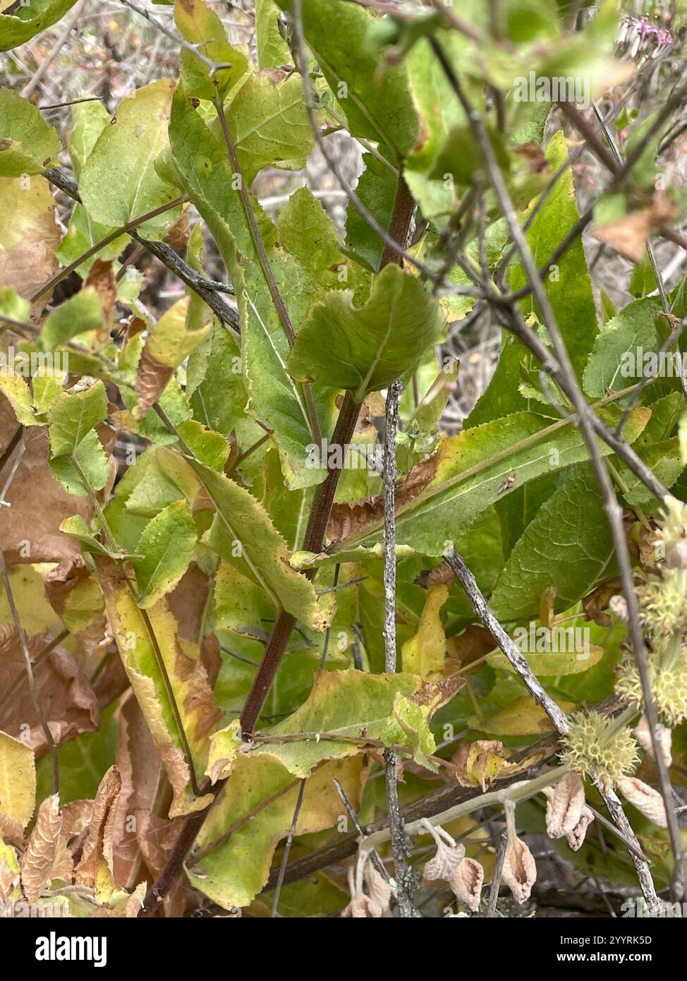 Sacapellote (Acourtia microcephala Stock Photo - Alamy