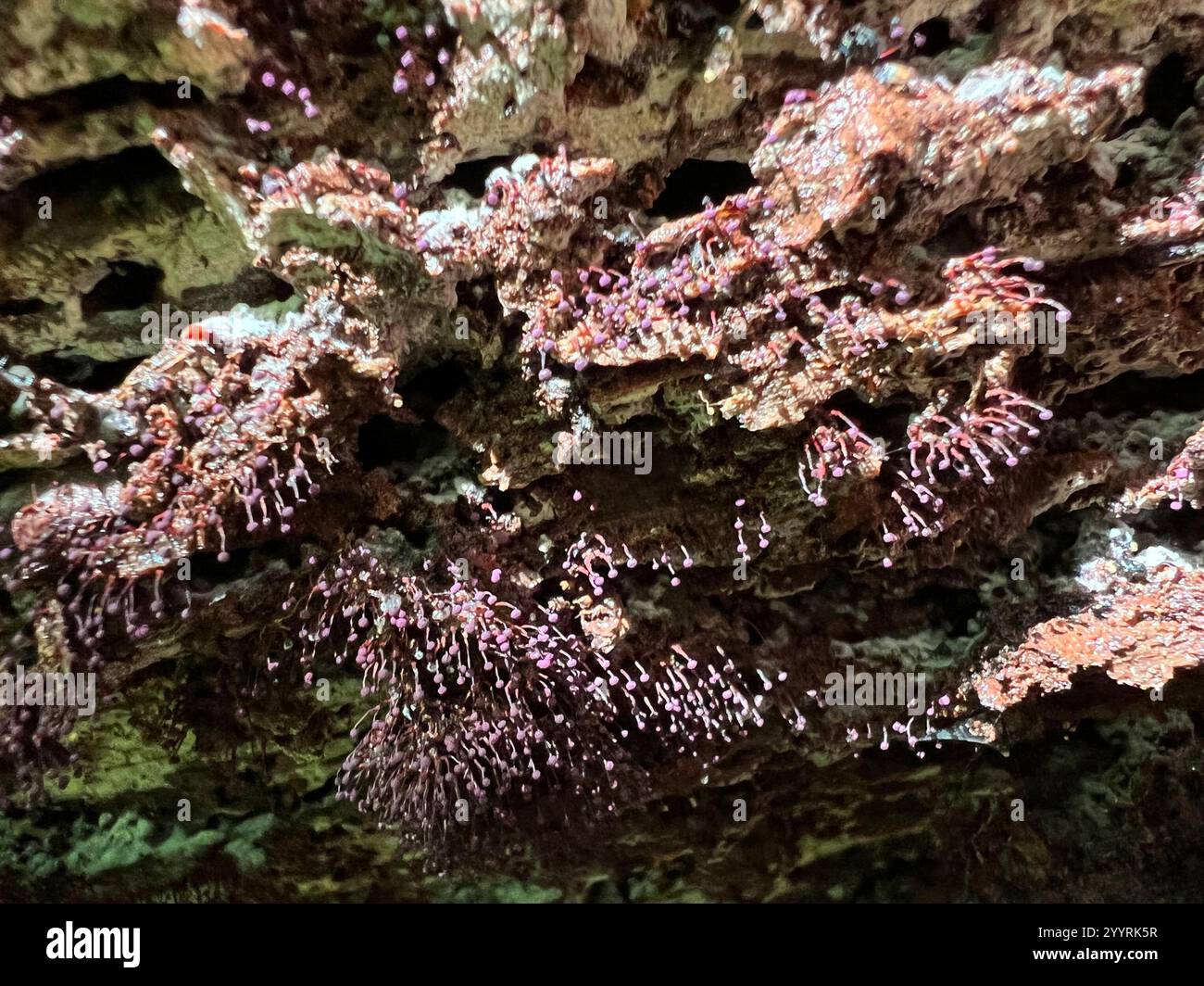 slime molds (Mycetozoa Stock Photo - Alamy