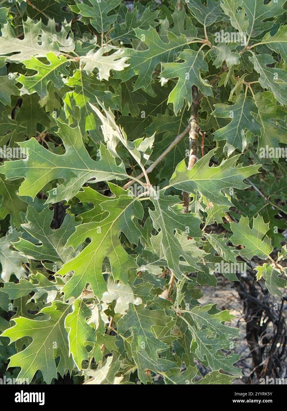 California black oak (Quercus kelloggii Stock Photo - Alamy