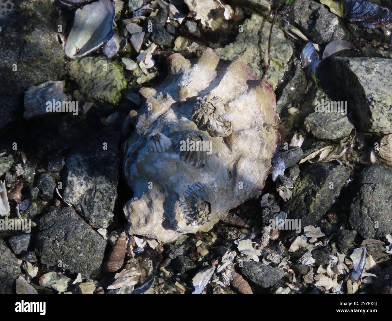 Pacific Oyster (Magallana gigas Stock Photo - Alamy