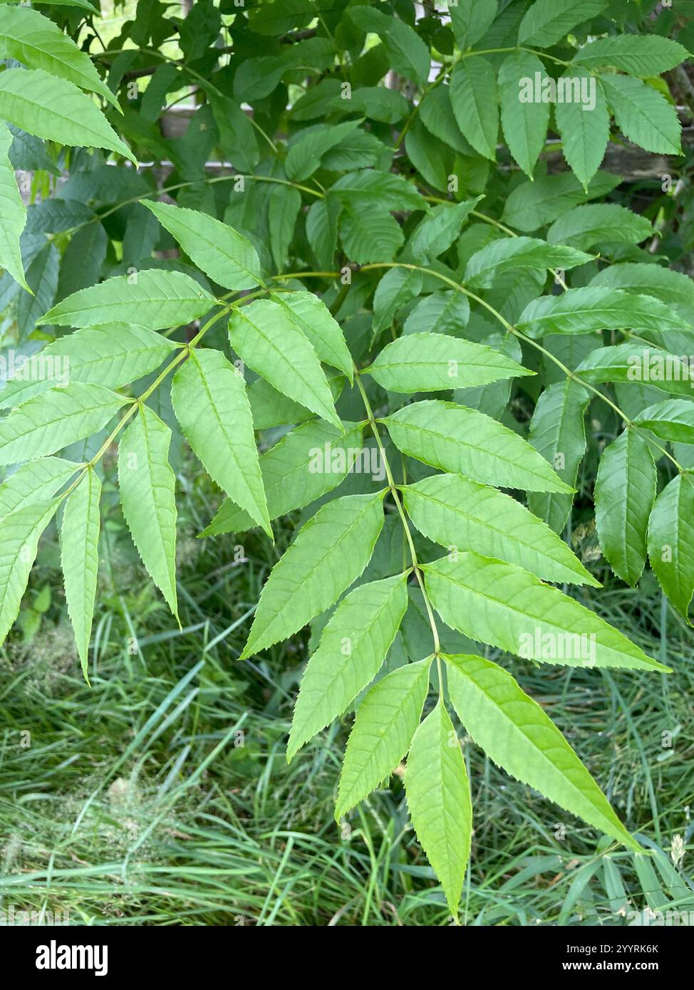 European ash (Fraxinus excelsior Stock Photo - Alamy