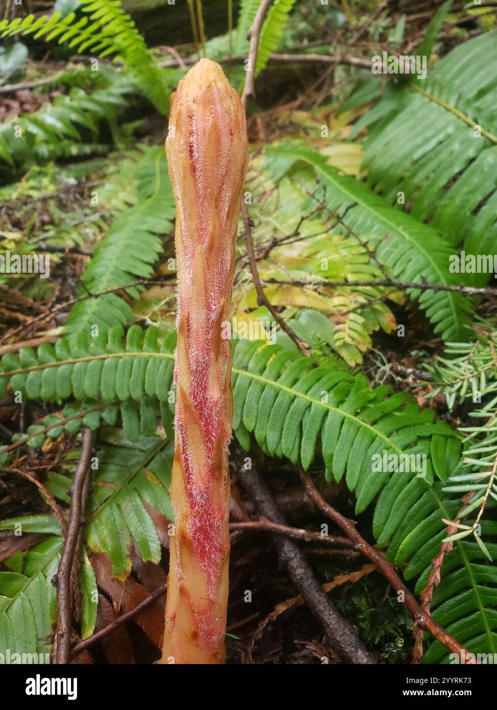 woodland pinedrops (Pterospora andromedea Stock Photo - Alamy