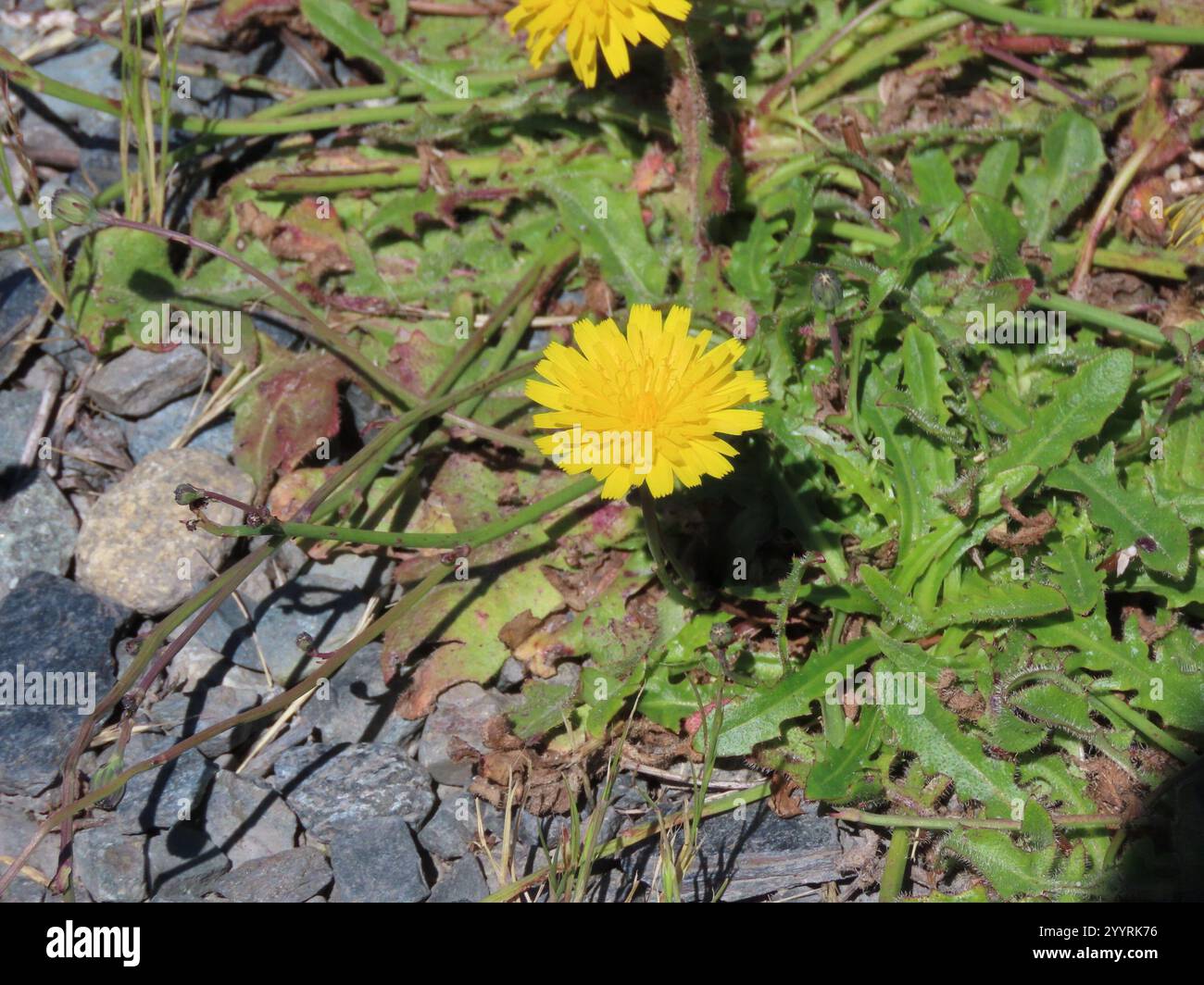 Common Cat's-ear (Hypochaeris radicata Stock Photo - Alamy