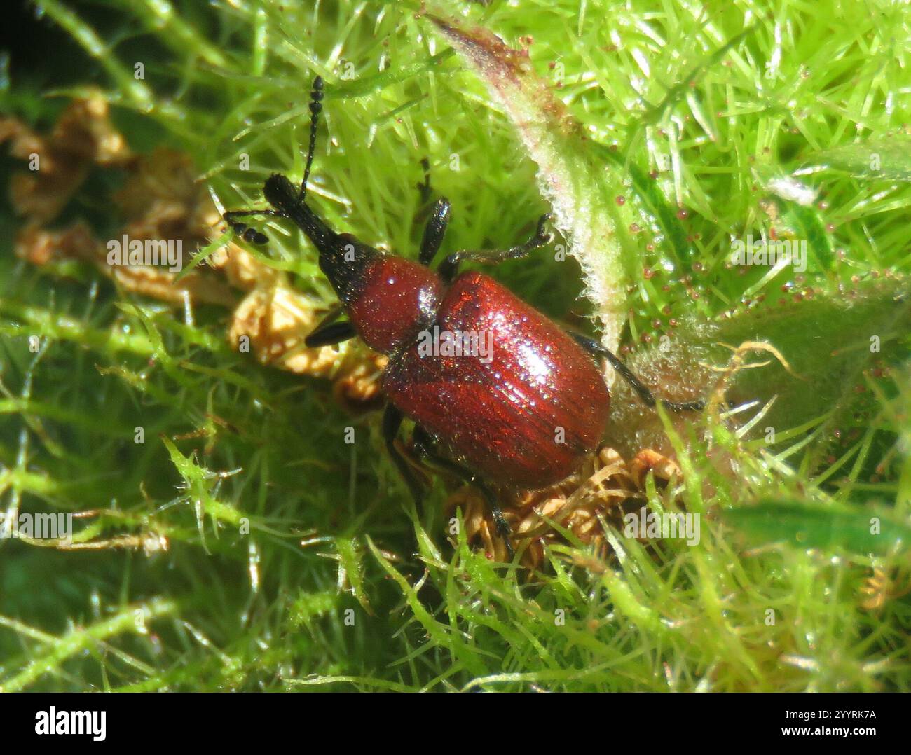 Merhynchites wickhami hi-res stock photography and images - Alamy