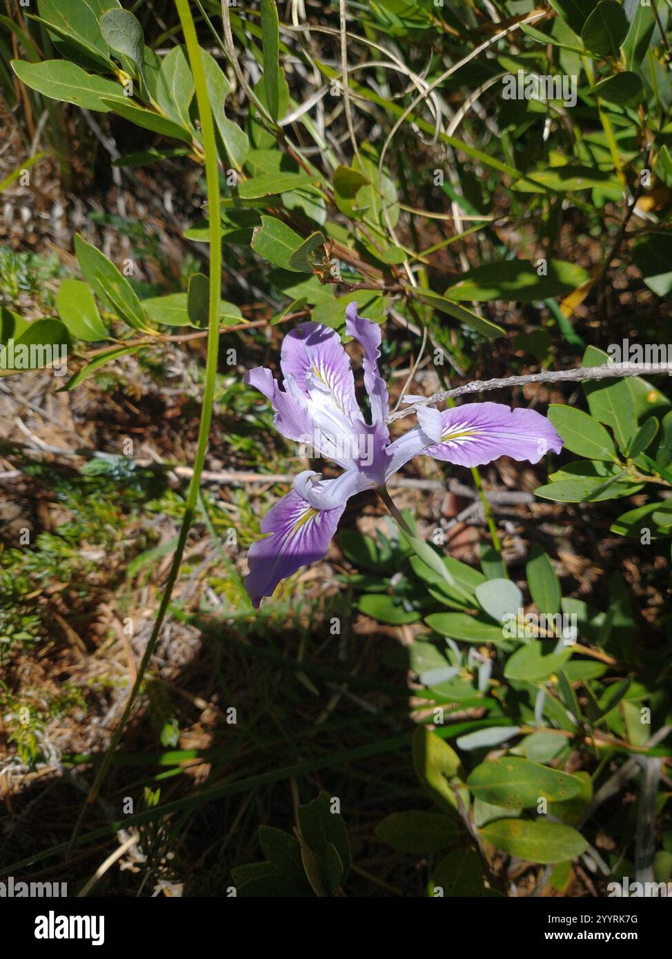 (Iris × thompsonii Stock Photo - Alamy