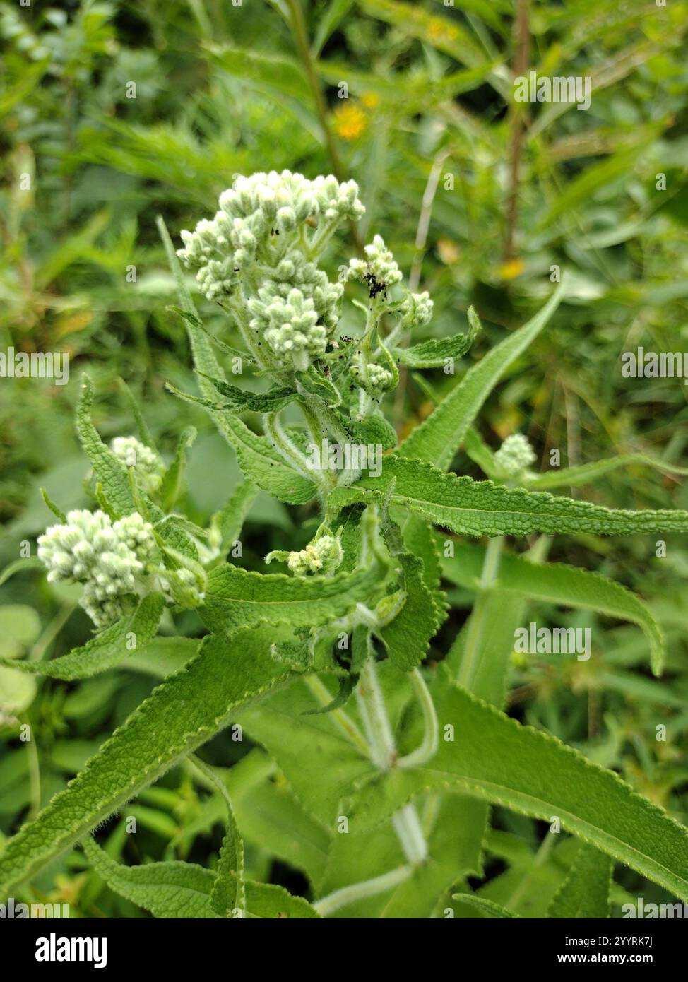 common boneset (Eupatorium perfoliatum Stock Photo - Alamy