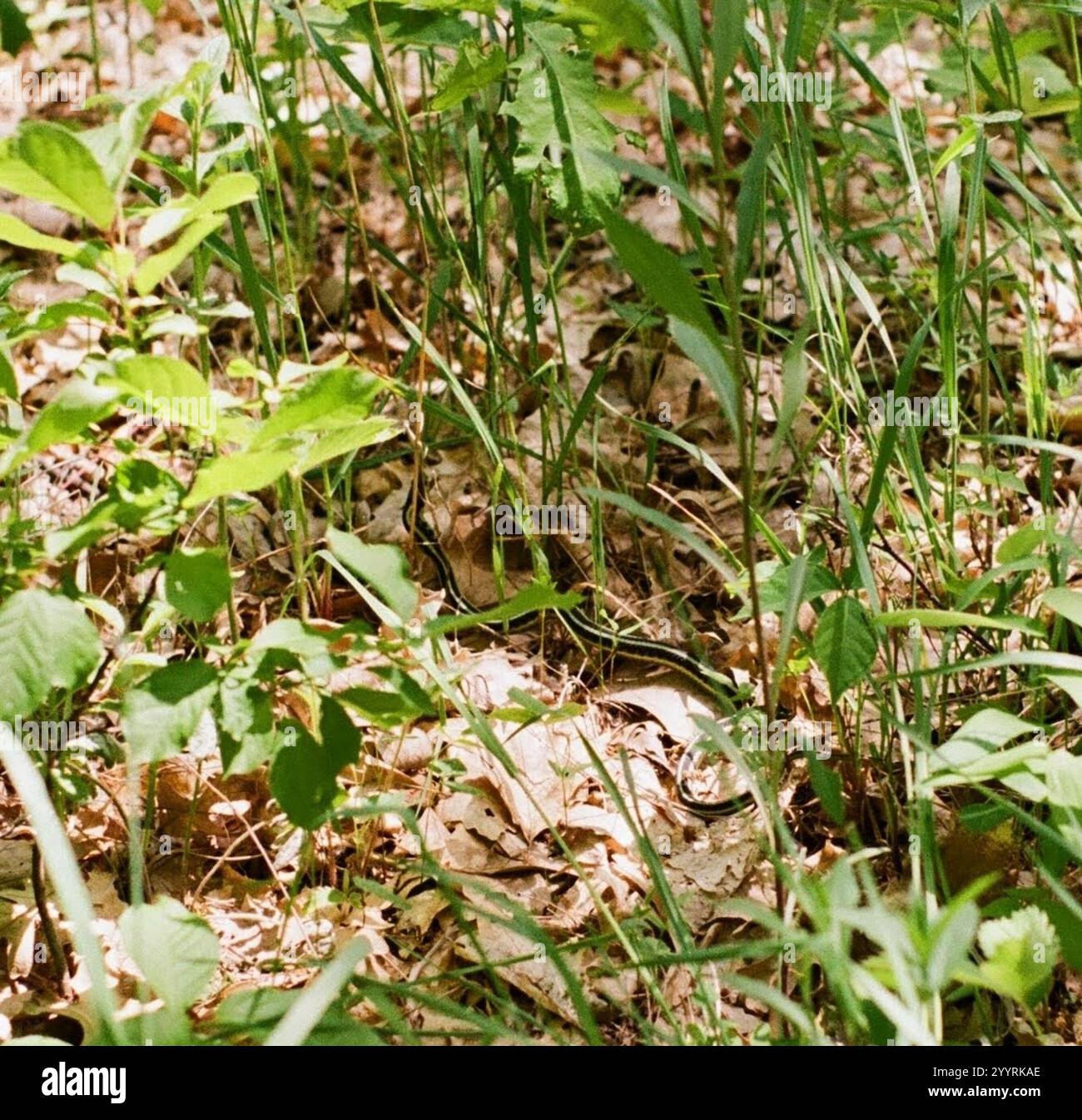Common Garter Snake (Thamnophis sirtalis Stock Photo - Alamy