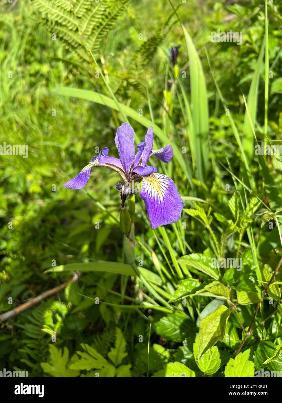 northern blue flag (Iris versicolor Stock Photo - Alamy