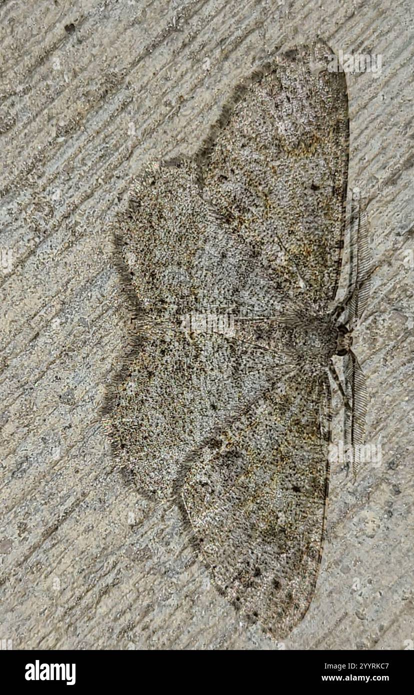 Geometer Moths (Geometridae Stock Photo - Alamy