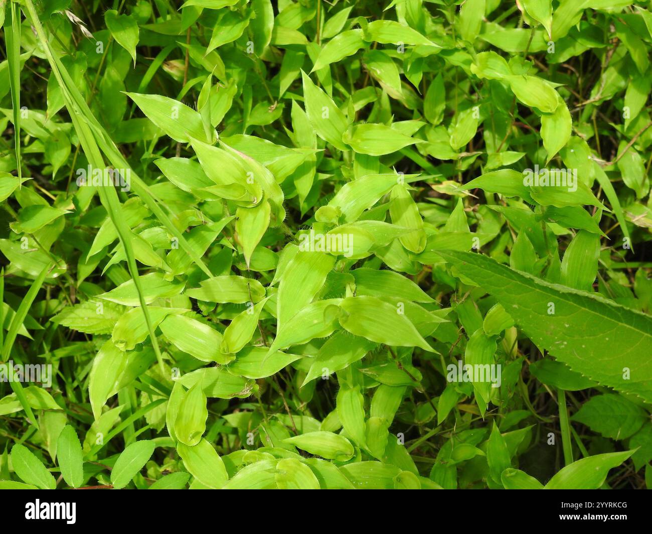 Carpetgrass hi-res stock photography and images - Alamy