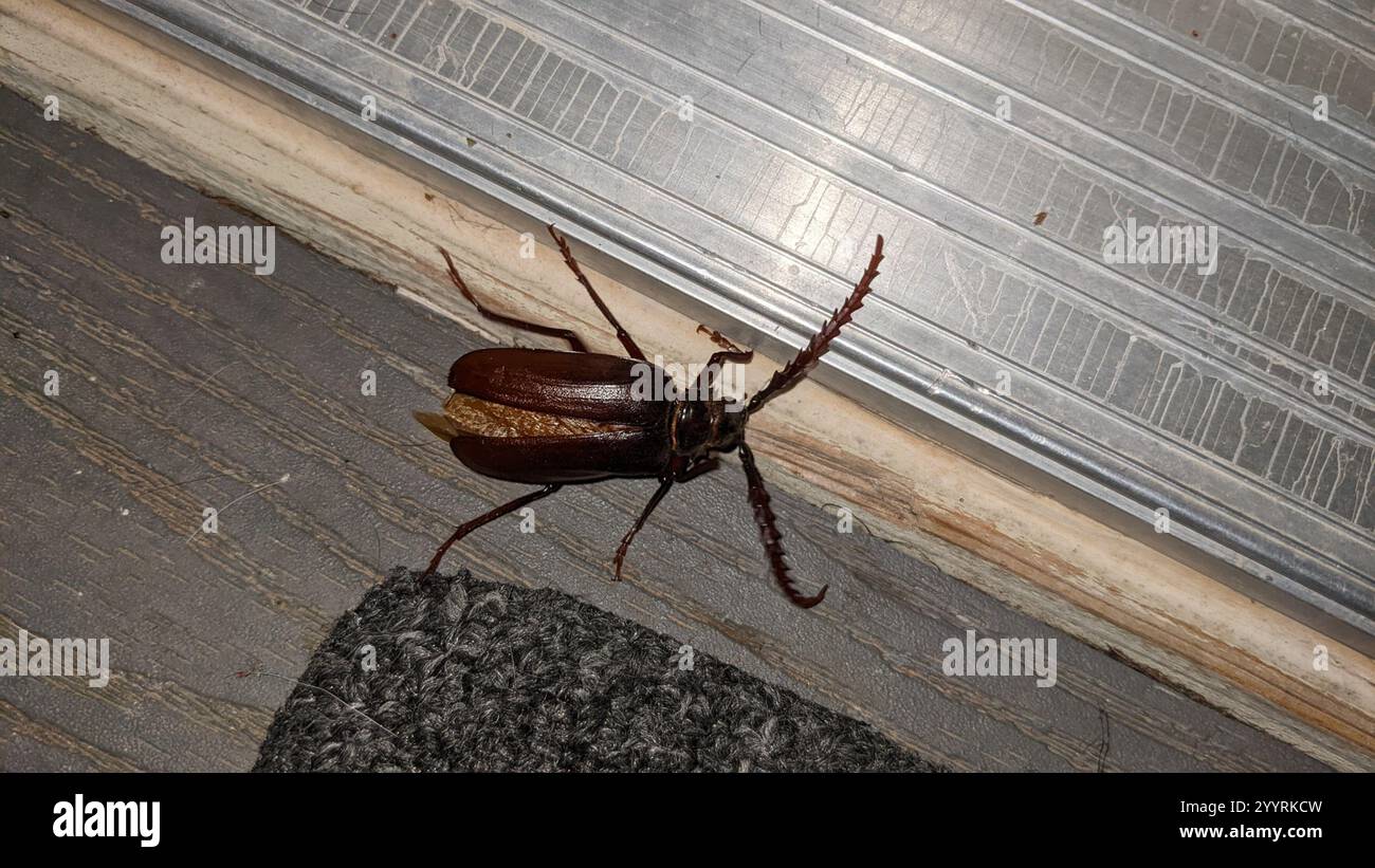 California Root Borer (Prionus californicus Stock Photo - Alamy
