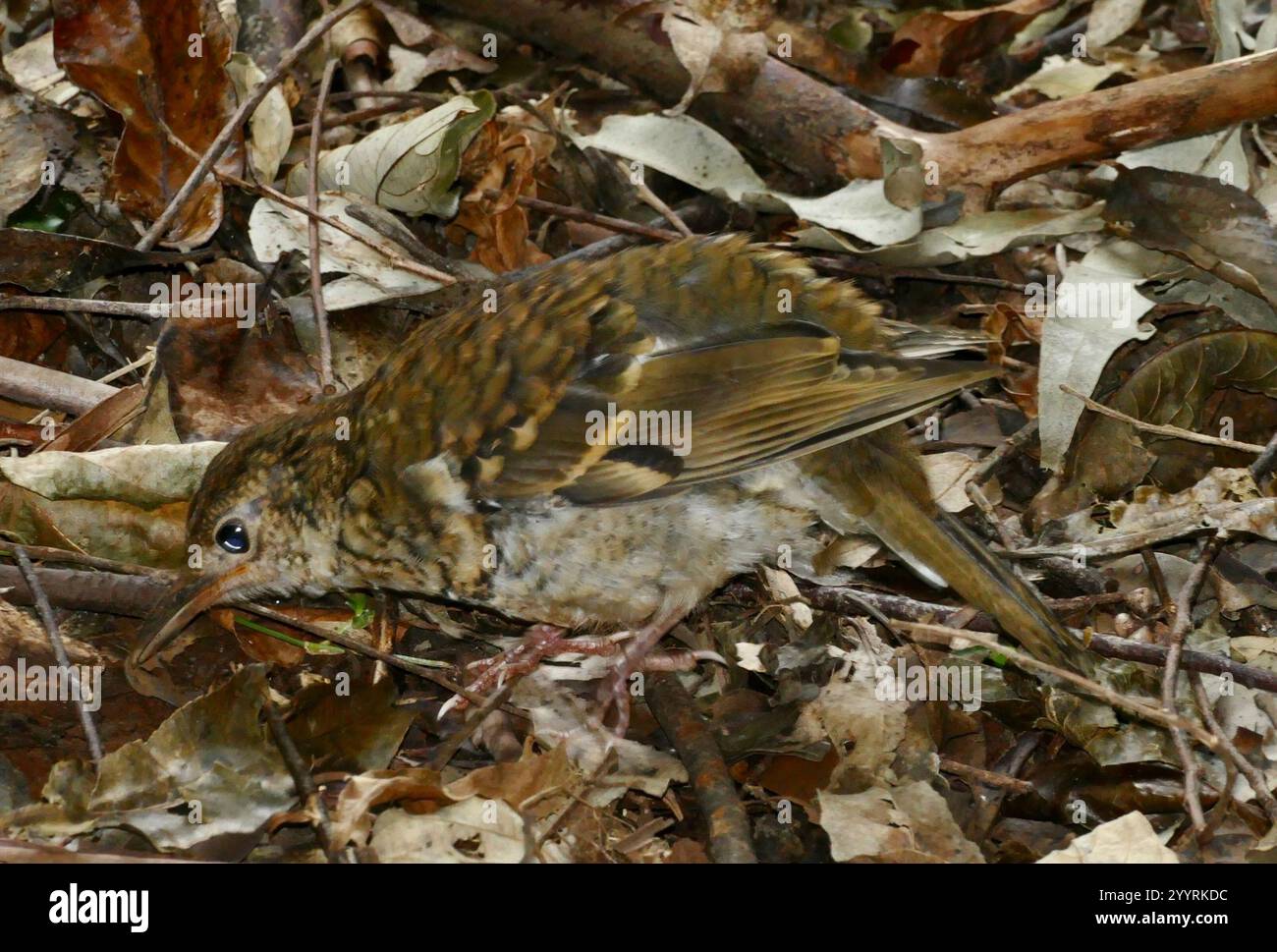 Russet-tailed Thrush (Zoothera heinei Stock Photo - Alamy
